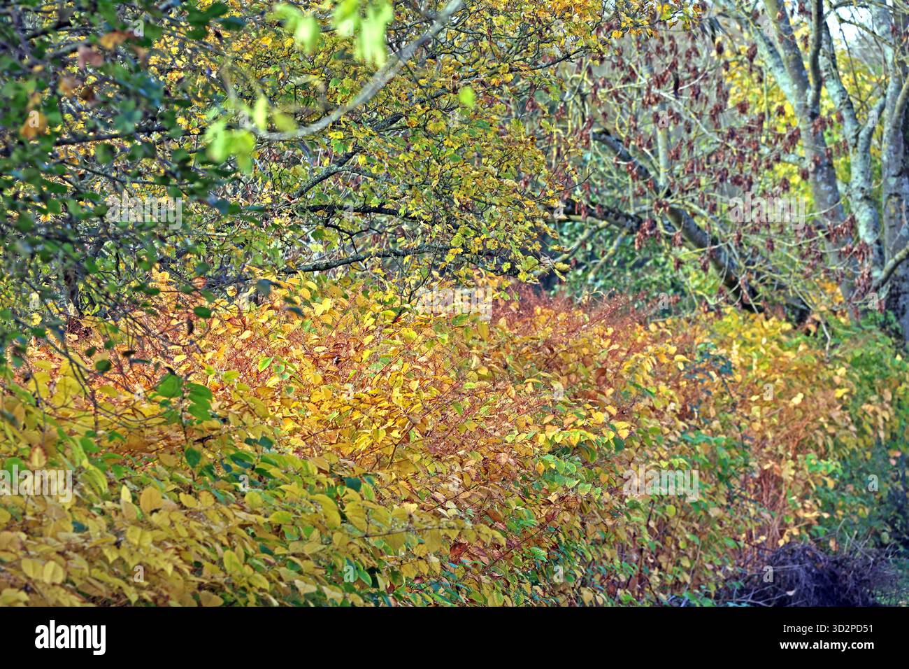 Invasive Neophyten im Herbst Der Japanische Flügelknöterich leuchtet ...