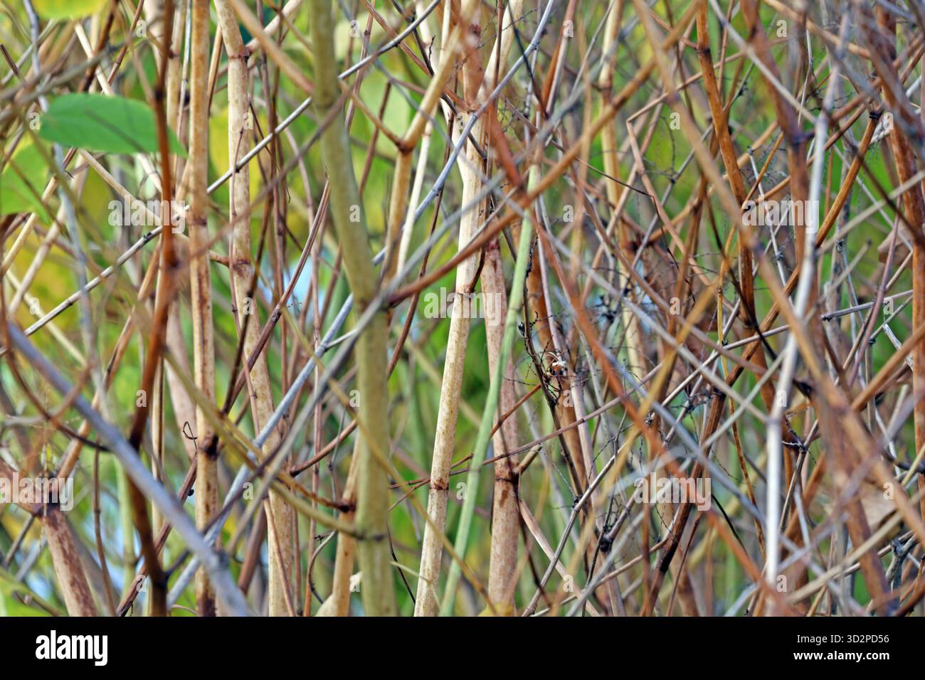 Invasive Neophyten im Herbst Der Japanische Flügelknöterich leuchtet ...