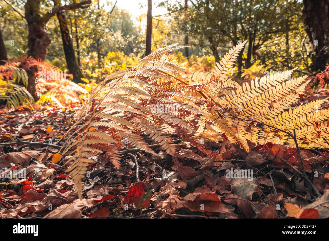 Sunlit bracken fronds on the forest floor near Whitefield Moor ...