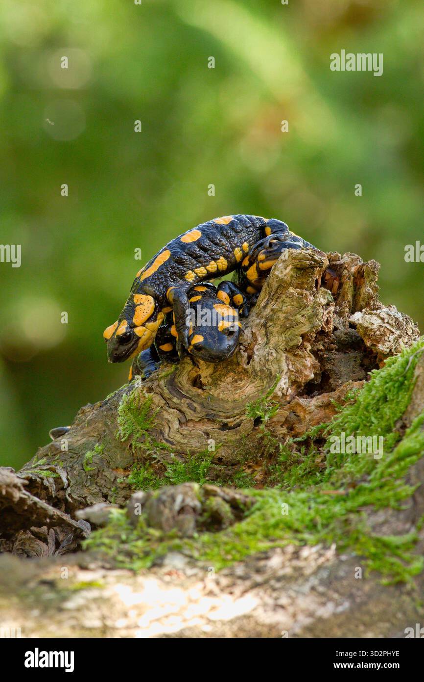 Three fire salamanders (salamandra salamandra) mating on mossy tree ...