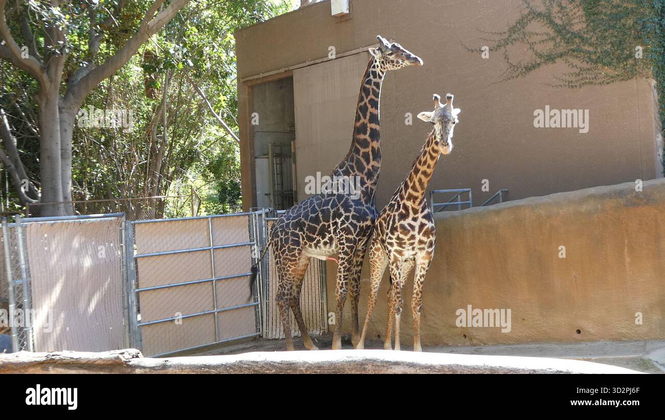 Los Angeles, California, USA 29th October 2025 Maasai Giraffes, Masai ...