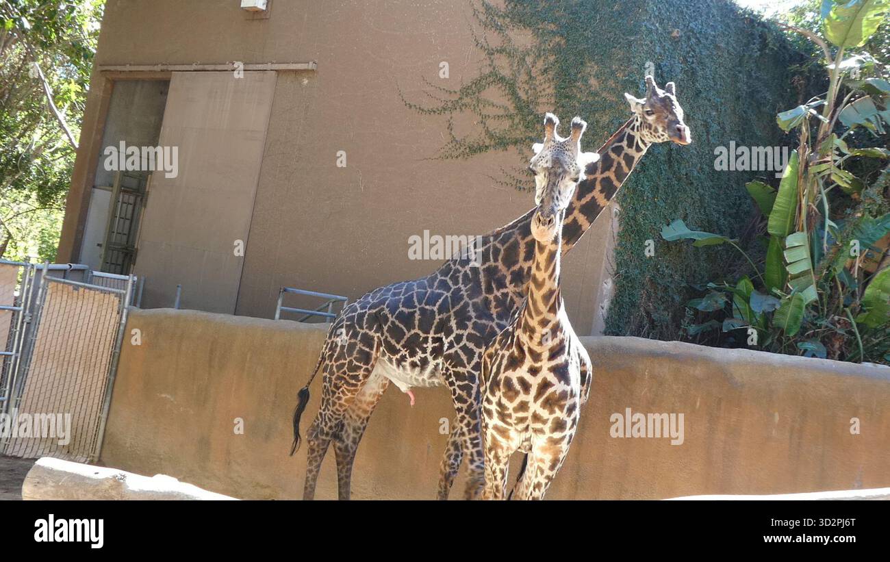 Los Angeles, California, USA 29th October 2025 Maasai Giraffes, Masai ...