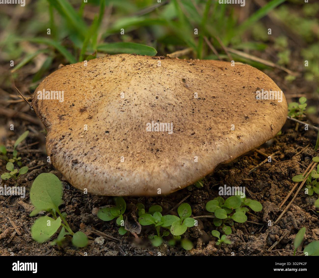 Hongo de poros hi-res stock photography and images - Alamy