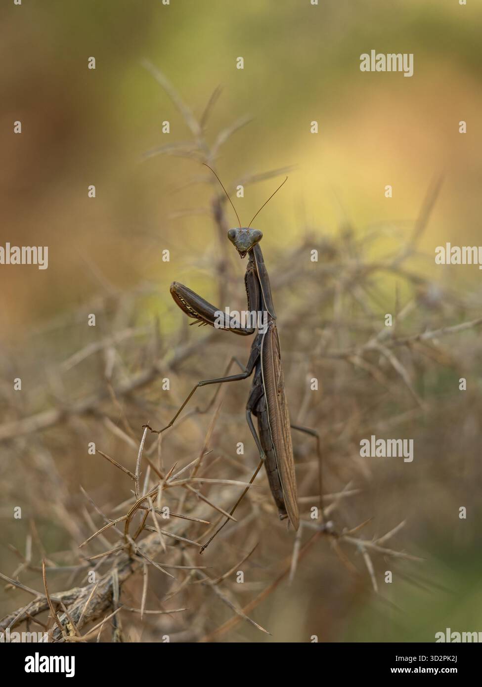 Mantis religiosa, European praying mantis (Mantodea: Mantidae ...