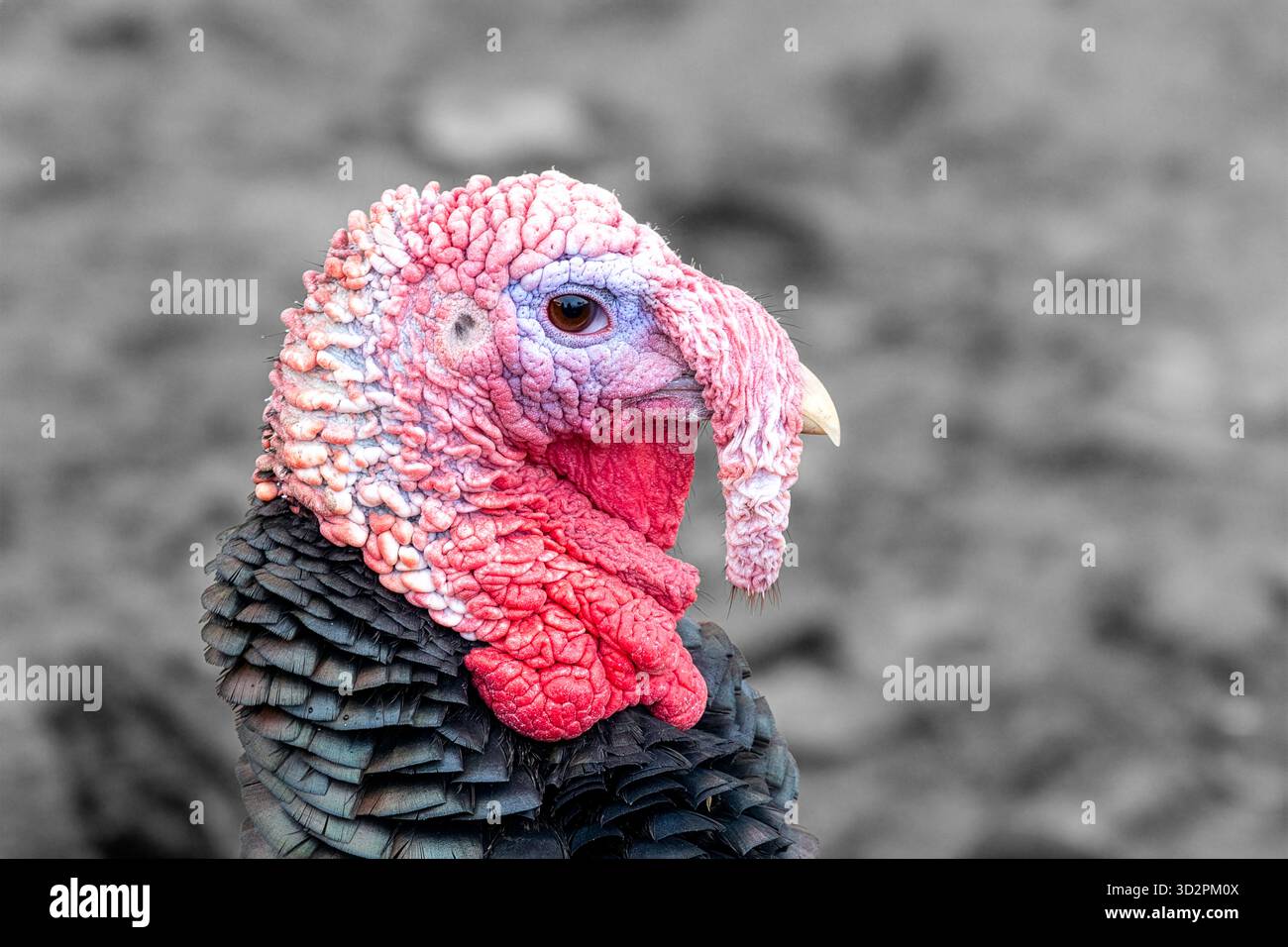 A vibrant turkey stands proudly, showcasing its unique features. The ...