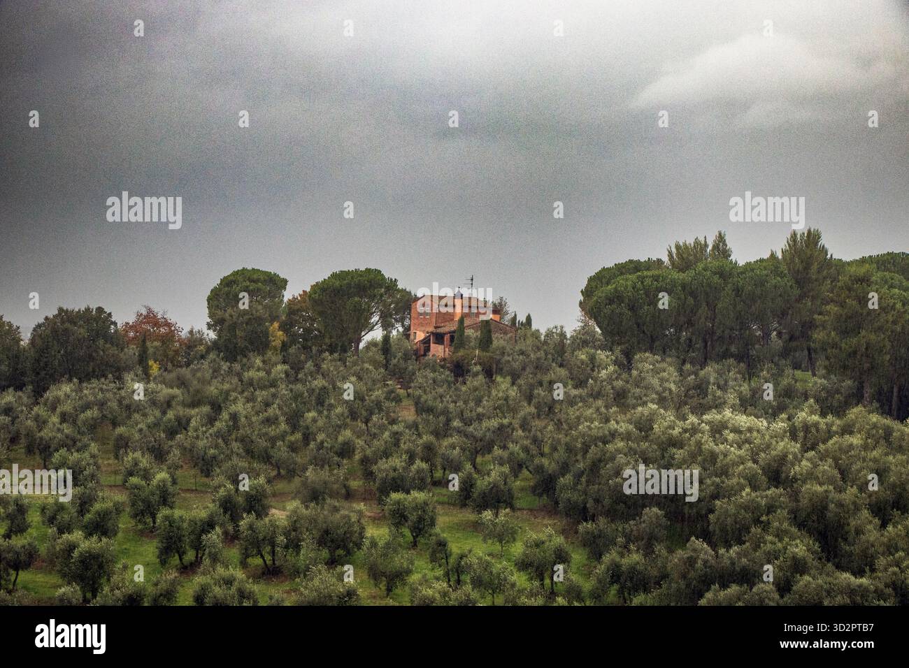 Tuscan farmhouse surrounded by olive trees near Vinci, Tuscany, Italy ...