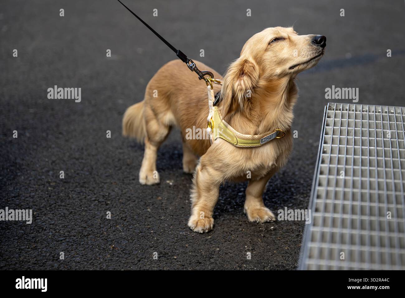 Mogyorod, Hungary, 02 Aug 2025, Leo Leclerc, Charles Leclerc's dog ...