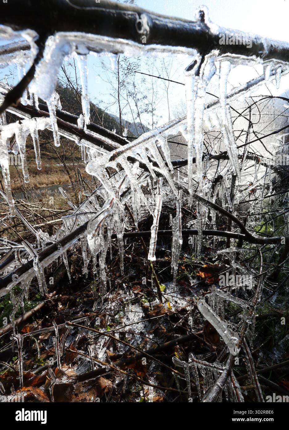 Cold weather Icicles are formed on a tree at a farming household in ...