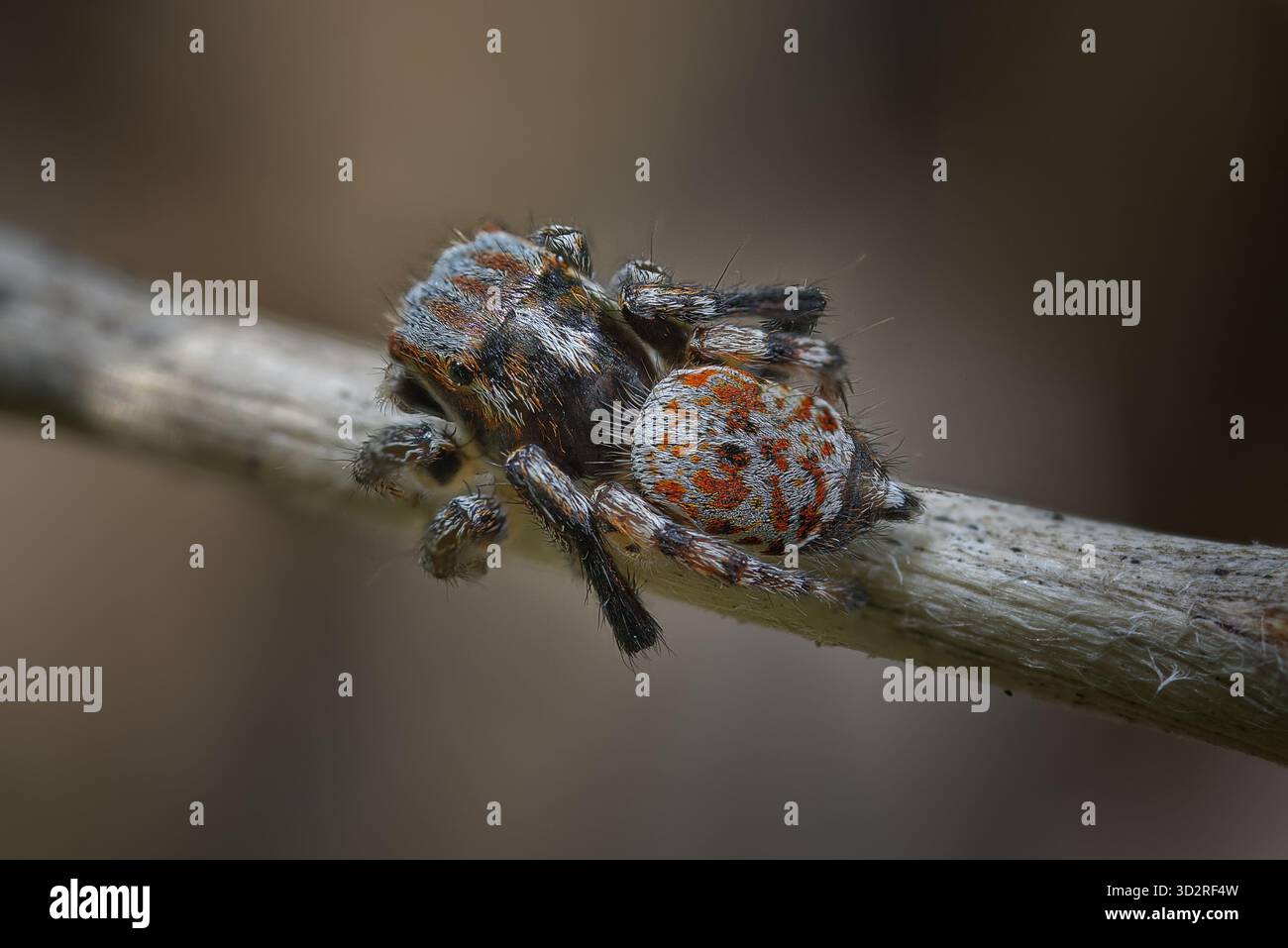 Maratus tessellatus hi-res stock photography and images - Alamy