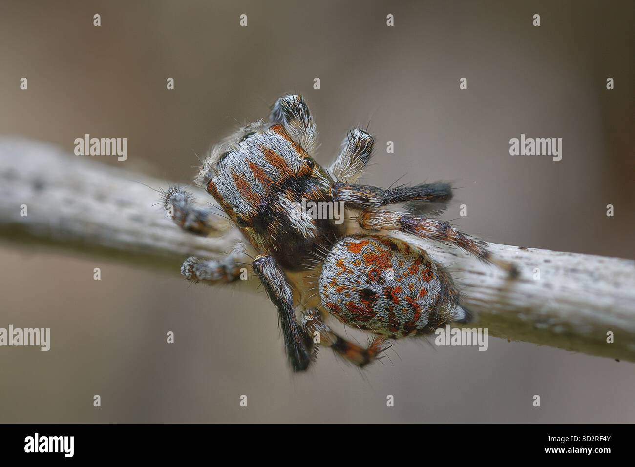 Maratus tessellatus hi-res stock photography and images - Alamy