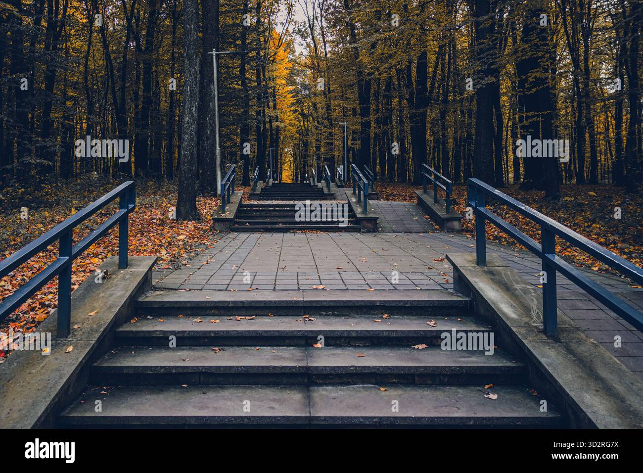 Stairs lead through a forest path, flanked by trees with vibrant autumn ...