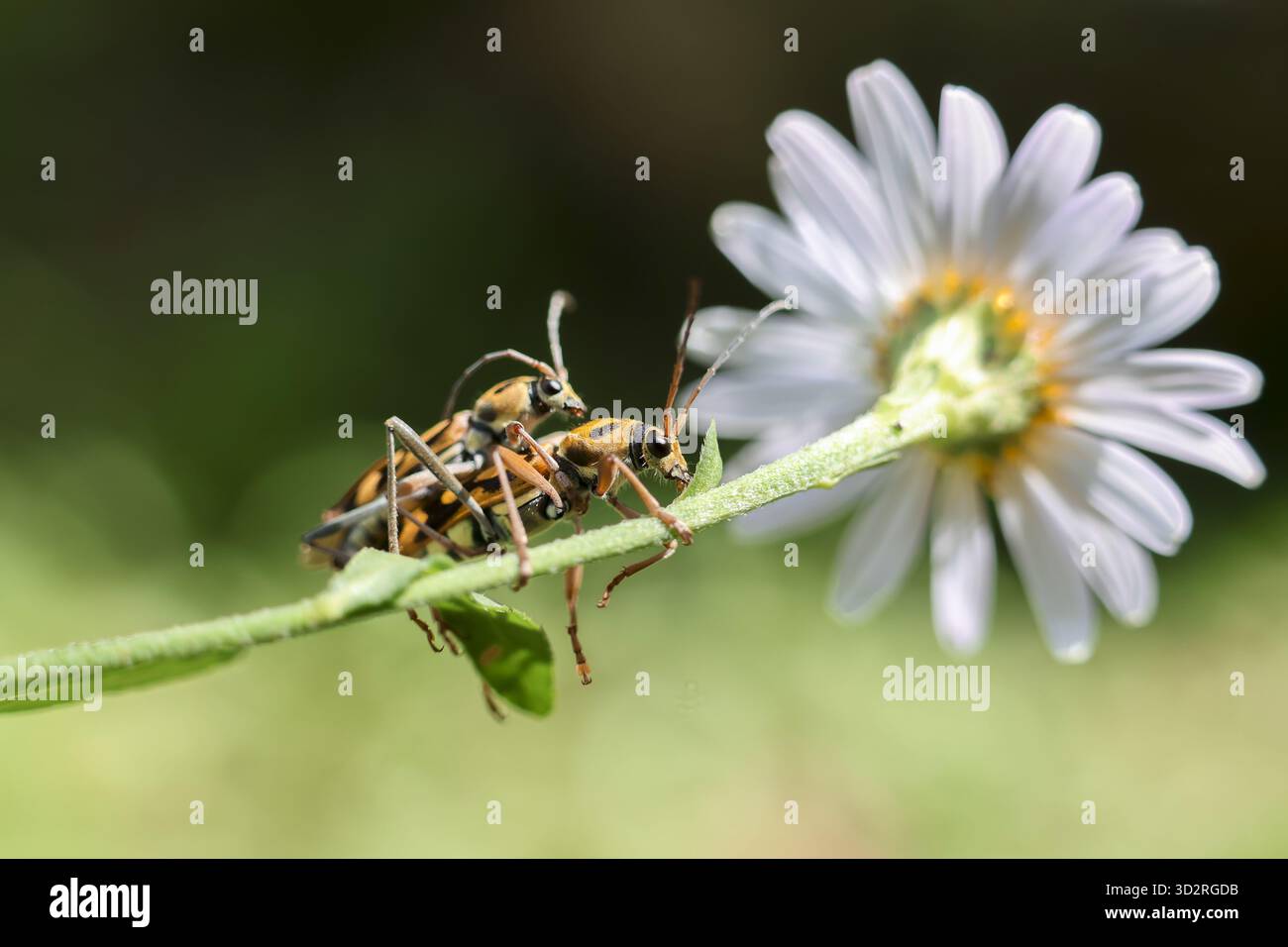 Two beetles mating white daisy with green stem, nature intimacy detail ...