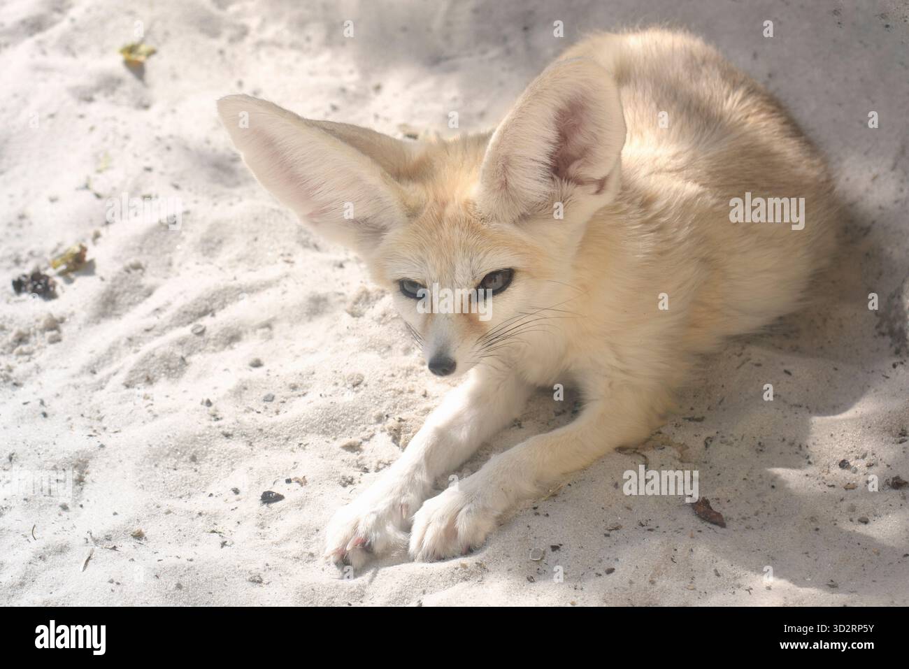 Fennec fox -Vulpes zerda. Small crepuscular fox native to the deserts ...