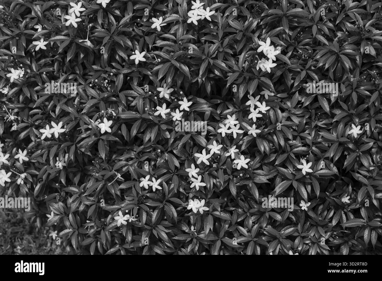 Organic natural full leaf Black and White Stock Photos & Images - Alamy