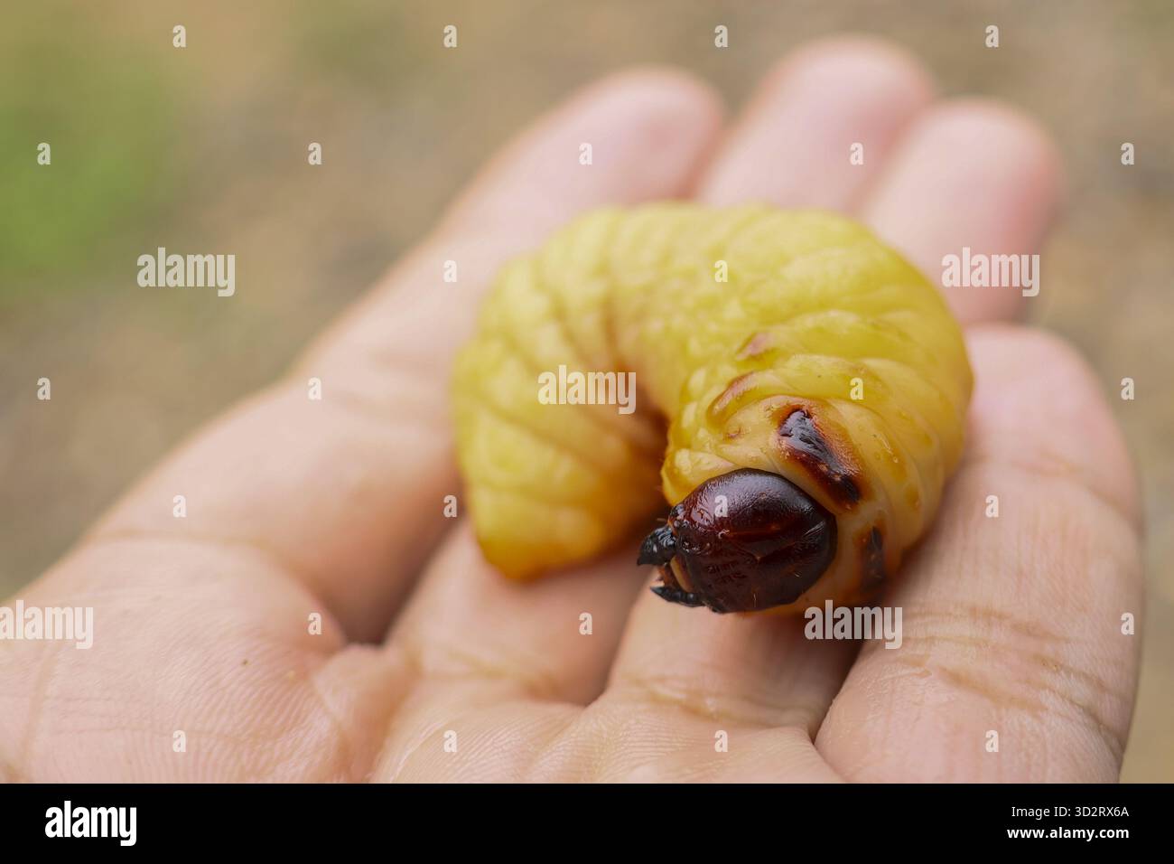 Large, plump, yellow grub with dark head resting an open human palm ...