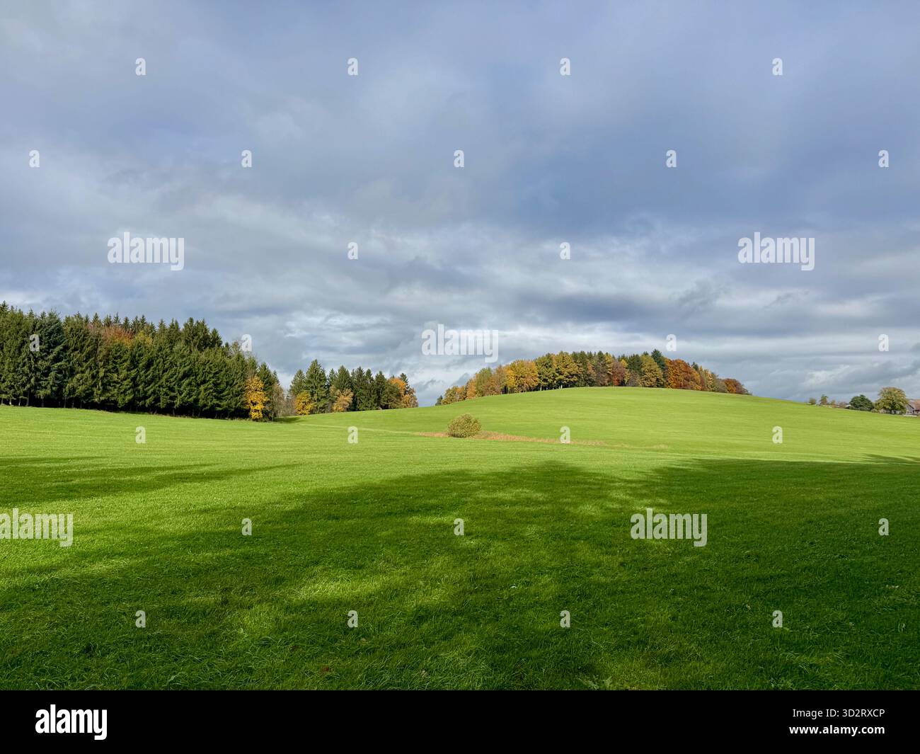 Expansive green meadow with gently rolling hills and mixed evergreen ...
