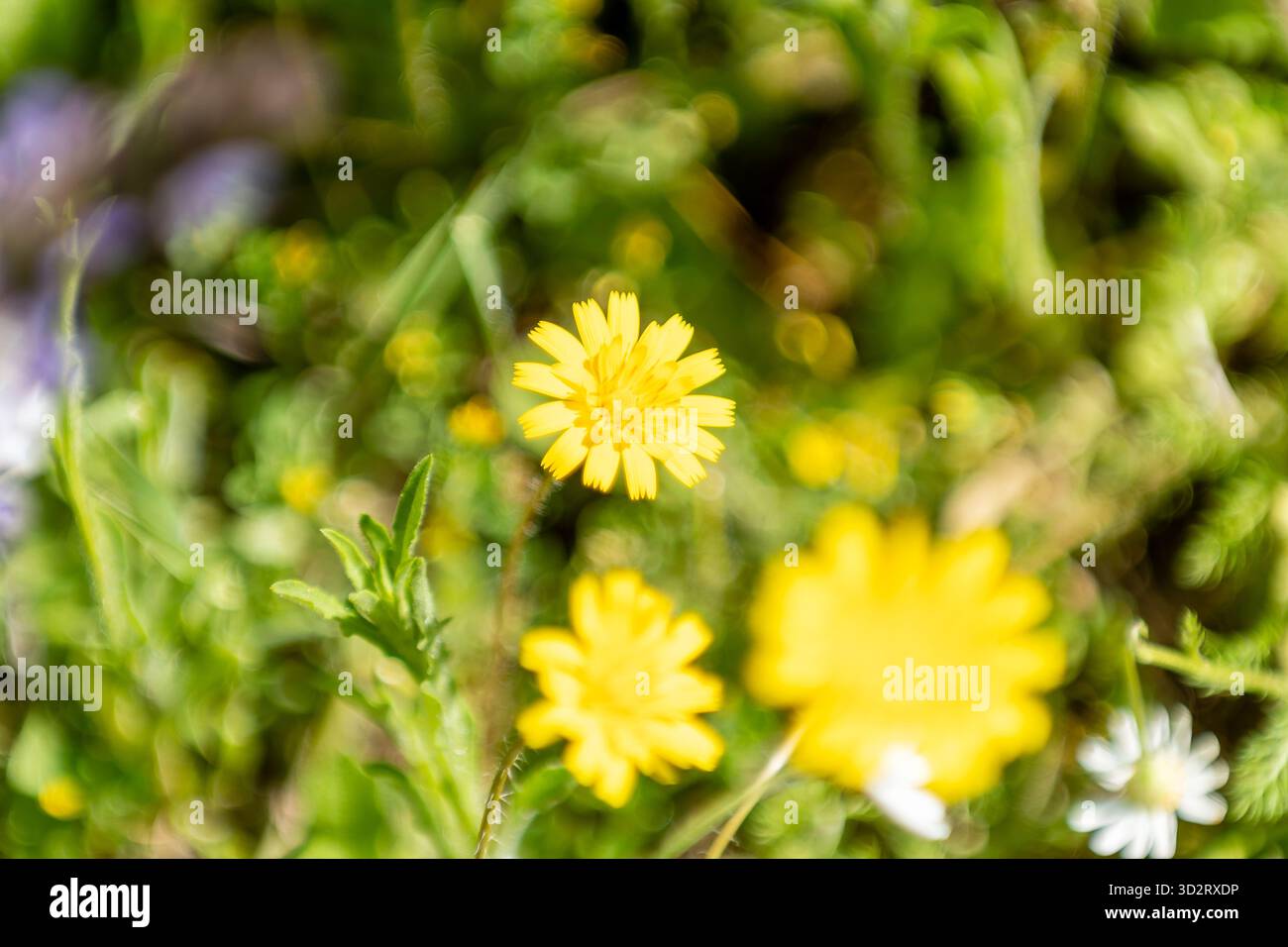 Yellow wildflowers stand out against lush green foliage, showcasing ...