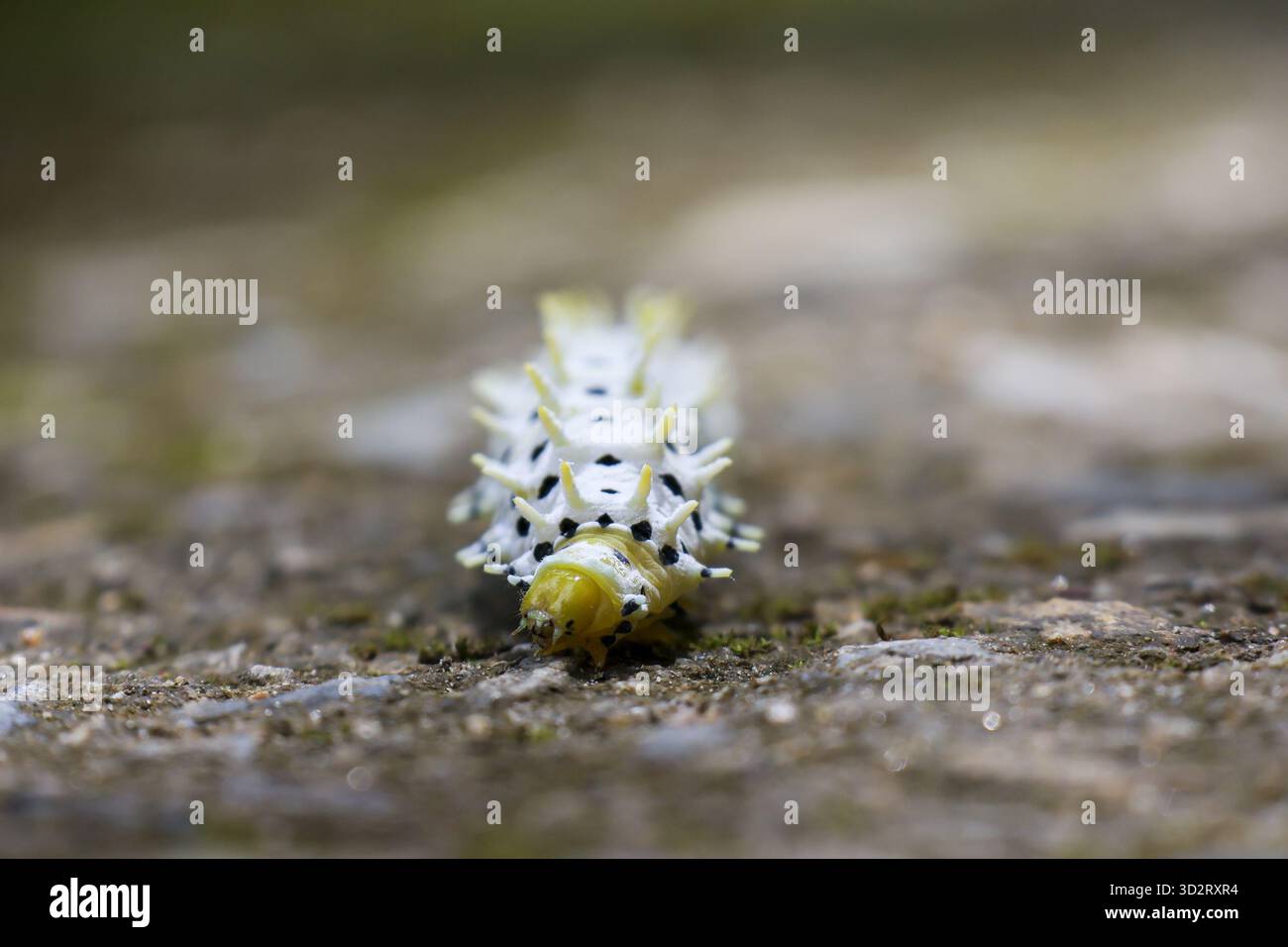 Small white spotted caterpillar, peaceful insect larva, displays ...
