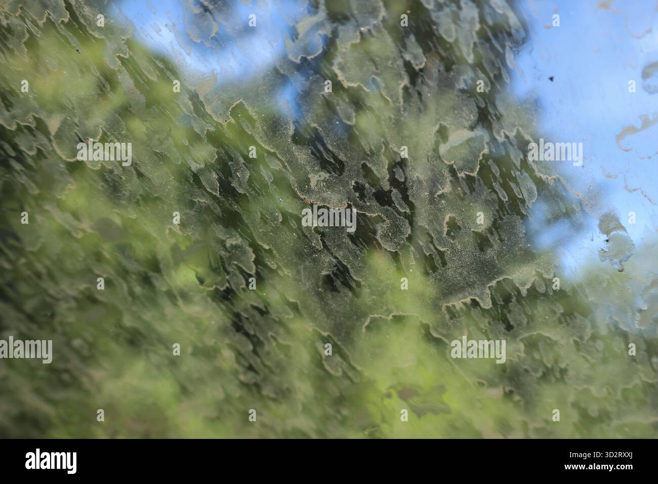 Dirty green algae stain on car window glass, an abstract background of ...