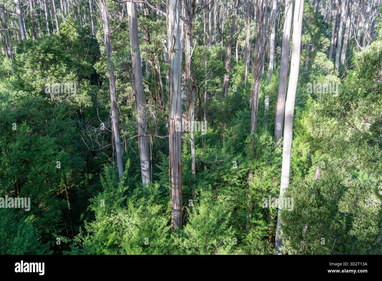 Eucalyptus forest in Great Otway National Park, Australia. The treetop ...