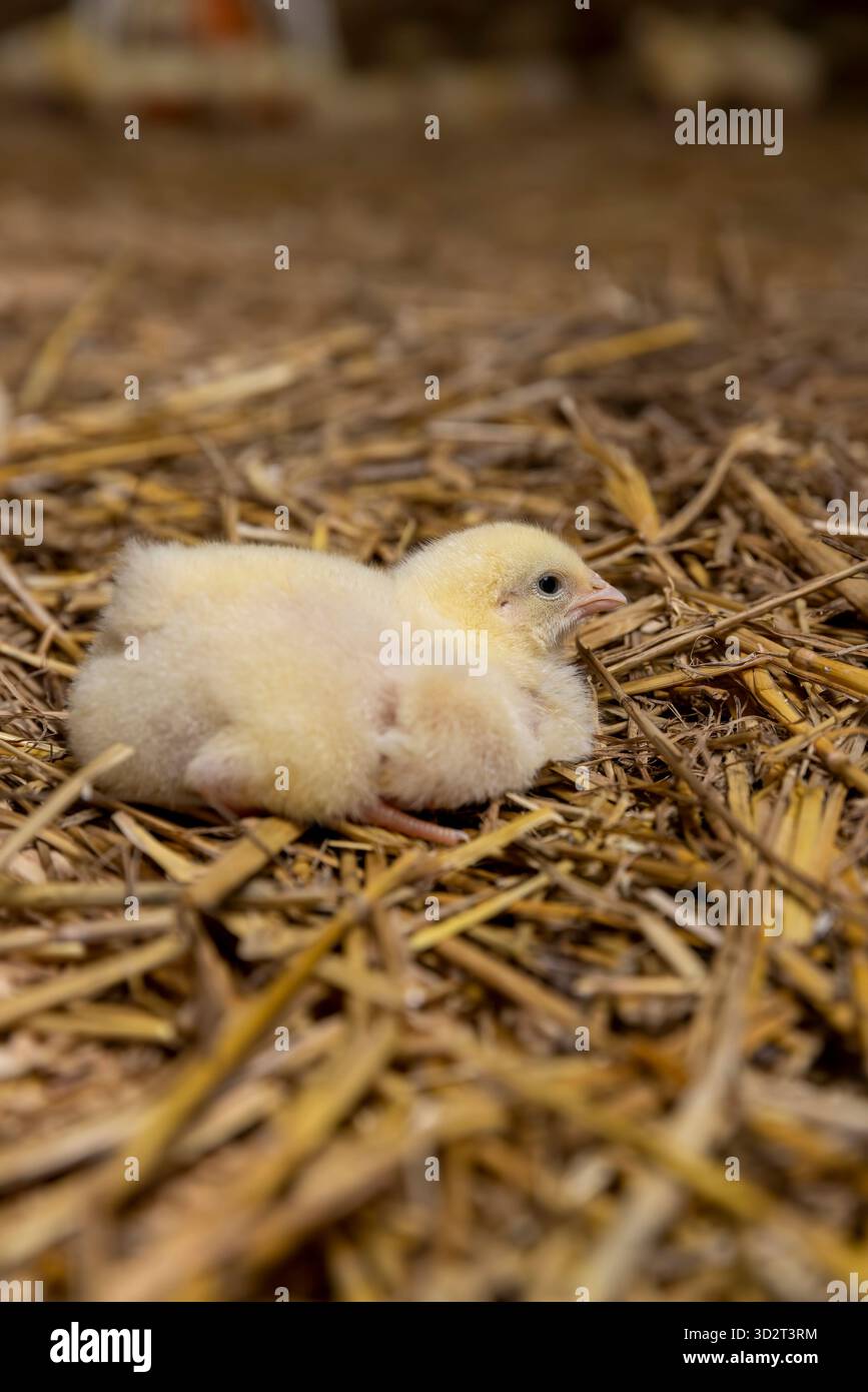 yellow chicken at a poultry farm for growing meat breeds, one chicken ...