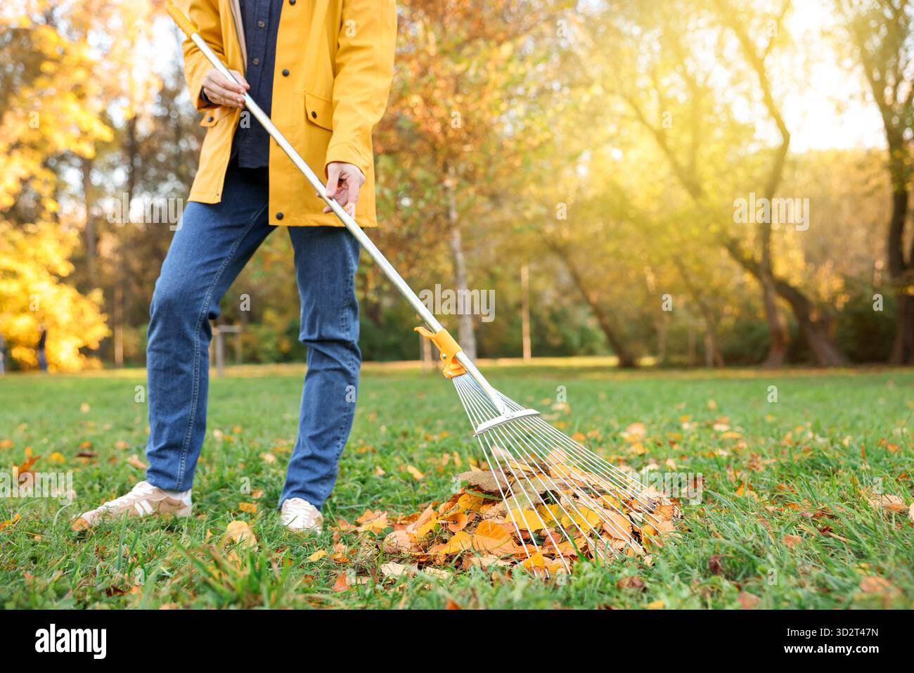 Woman raking fallen leaves on green lawn outdoors, closeup. Space for ...