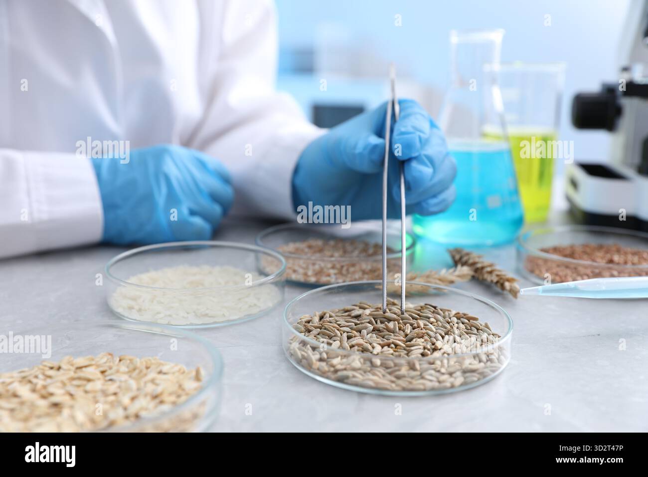 GMO concept. Scientist working with samples of different grains in ...
