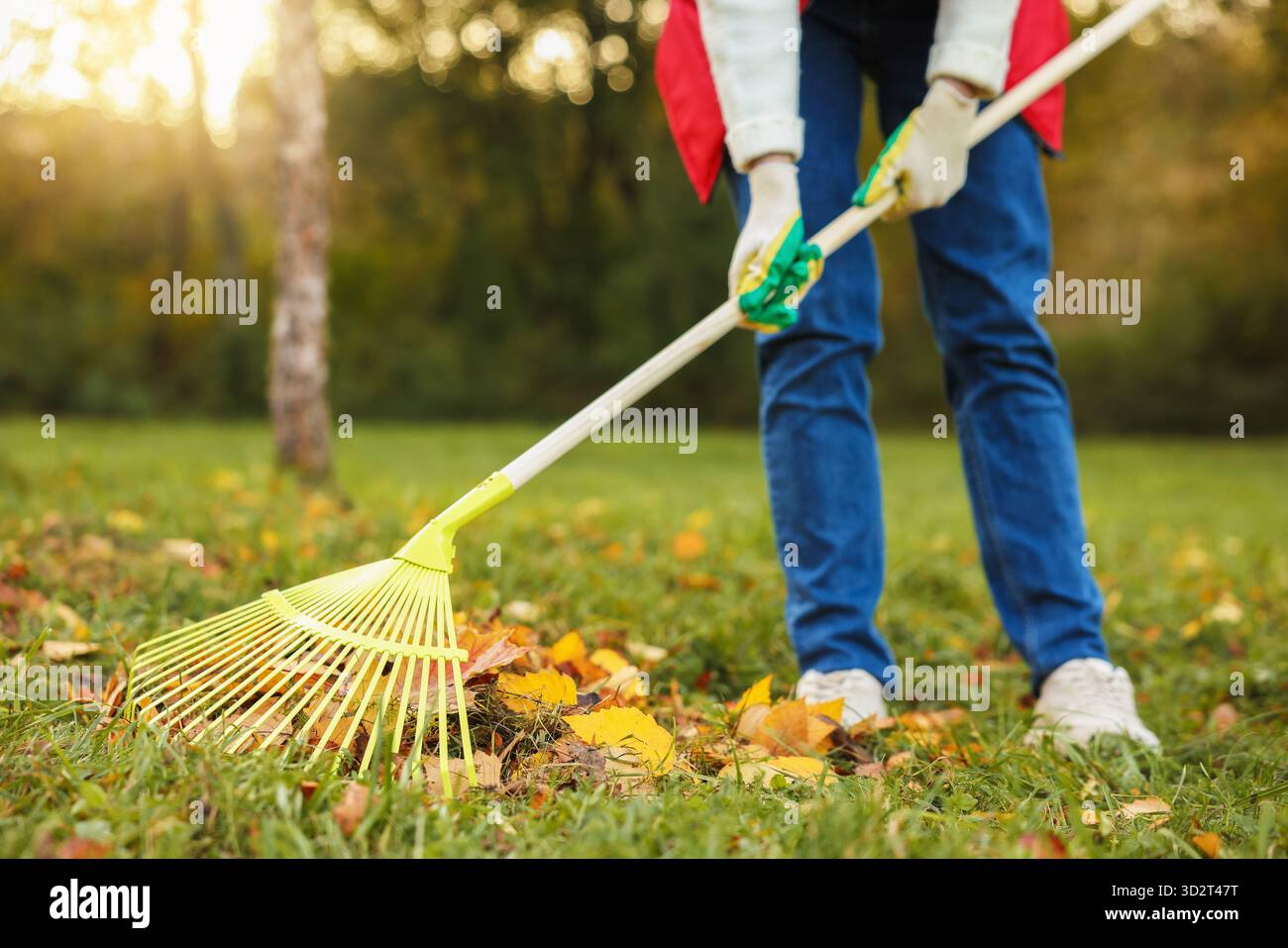 Woman raking fallen leaves on green lawn outdoors, closeup Stock Photo ...