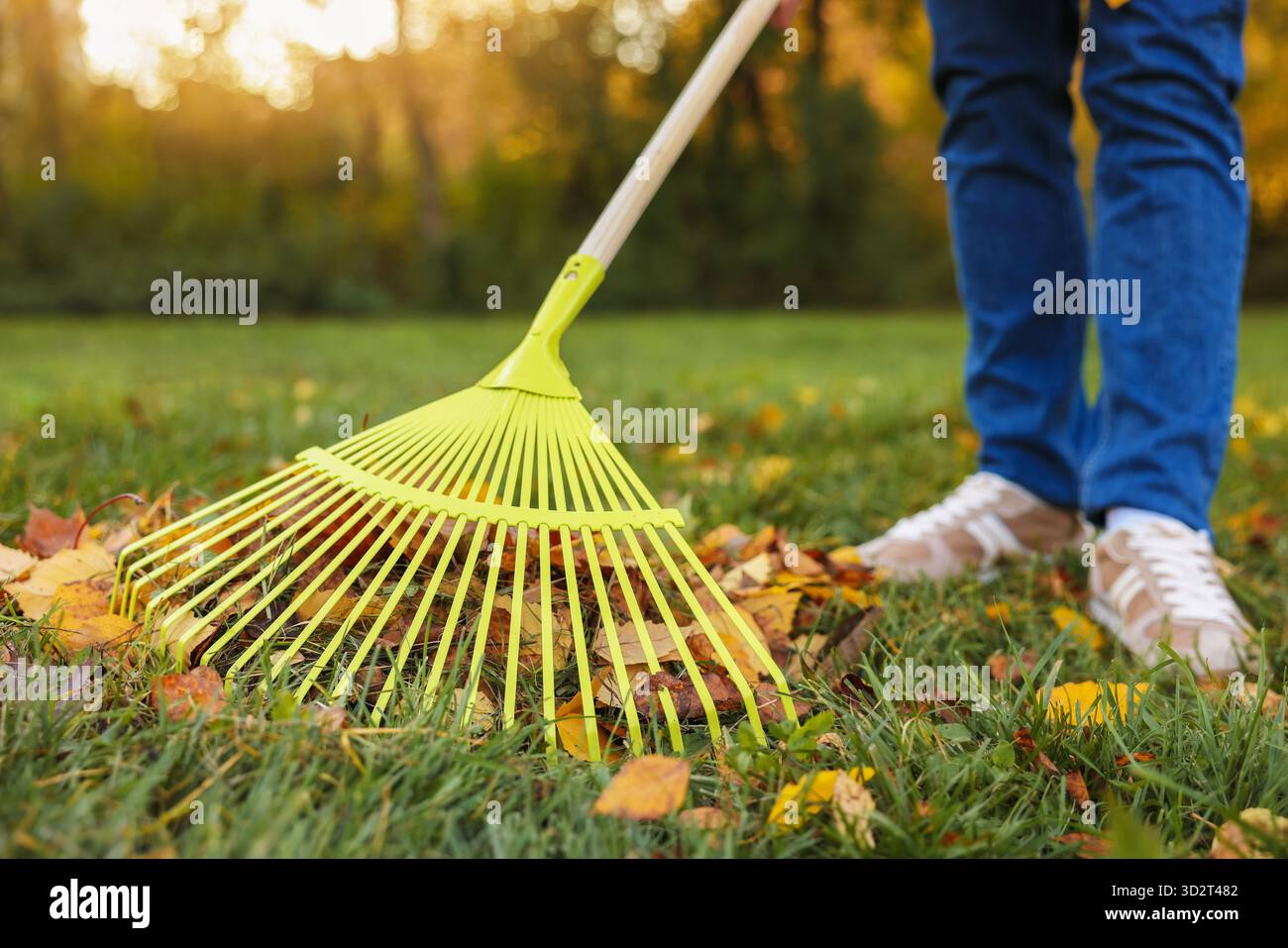 Woman raking fallen leaves on green lawn outdoors, closeup Stock Photo ...