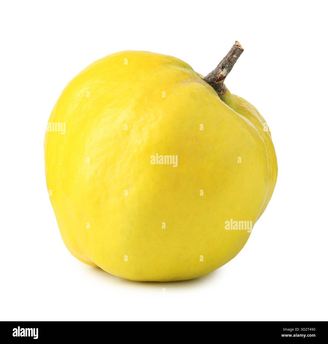 One fresh quince fruit isolated on white Stock Photo - Alamy