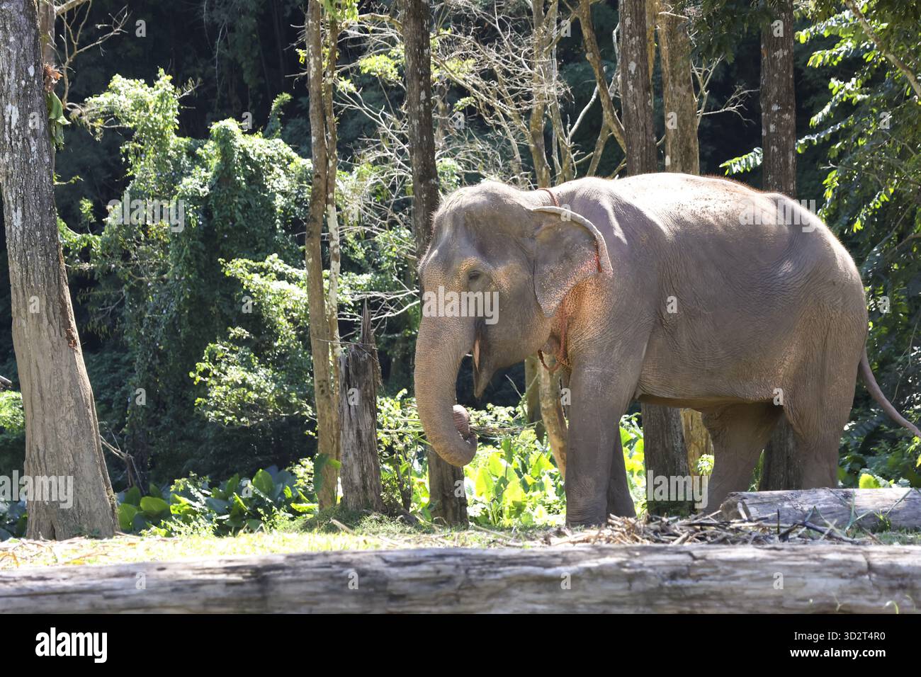 Peaceful asian elephant standing in lush green jungle. This majestic ...