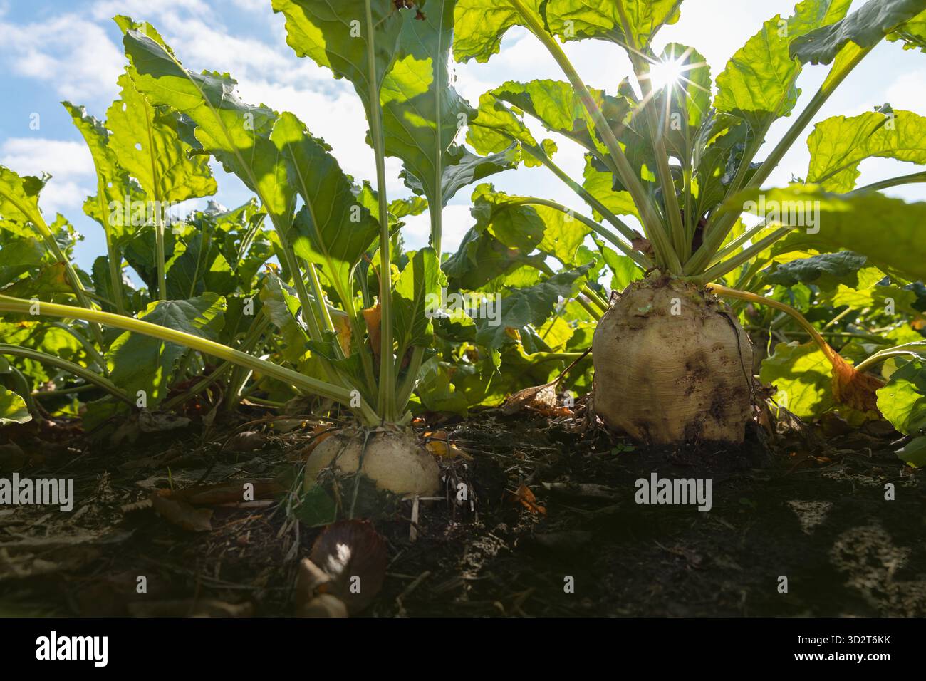 Sugar beet plants growing in soil on sunny day during harvest season ...