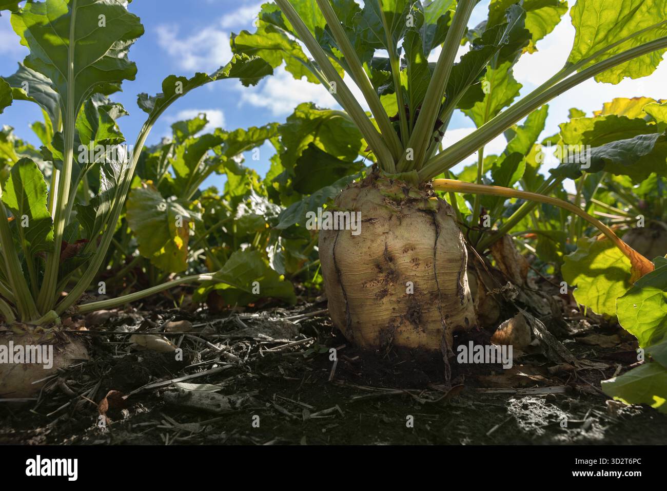 Sugar beet plants growing in soil on sunny day during harvest season ...