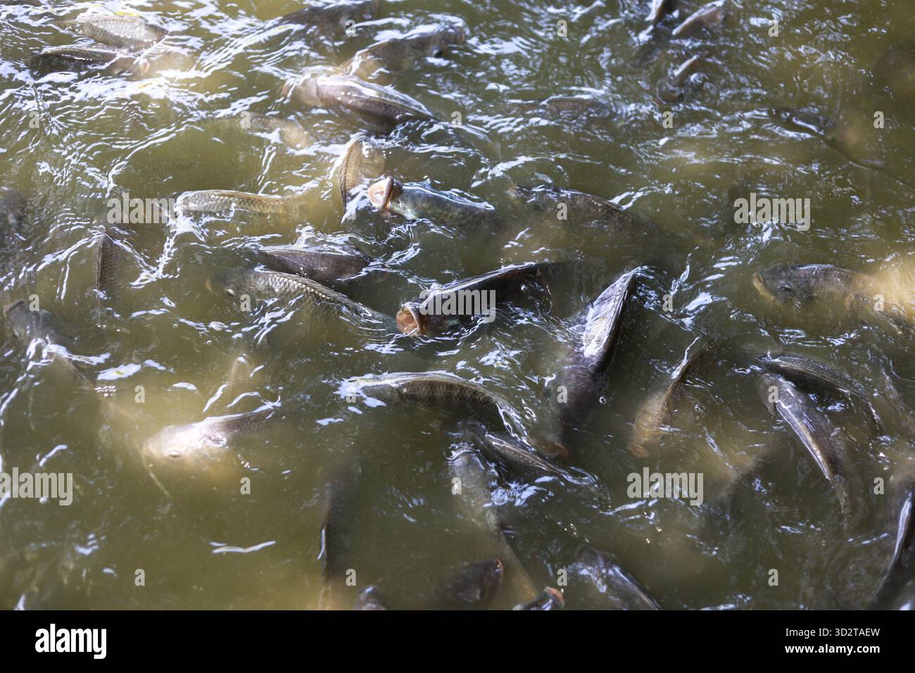 Chaotic group freshwater fish hi-res stock photography and images - Alamy