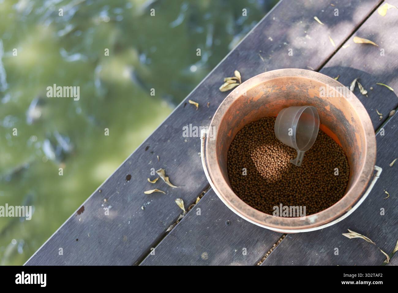 Plastic bucket full of fish food pellets sits on wooden dock, ready for ...