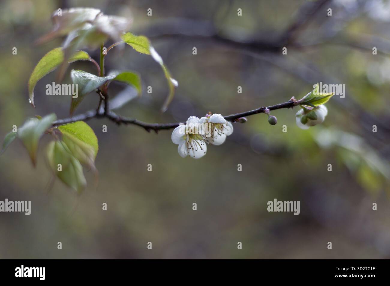 Sense of awakening hi-res stock photography and images - Alamy