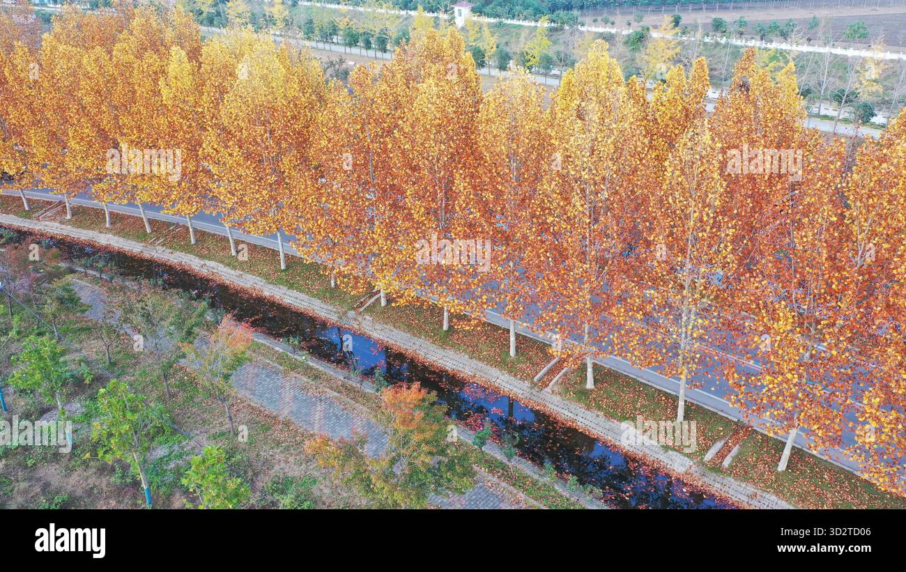 Aerial photo shows the golden trees on road in Xuchang City, central ...