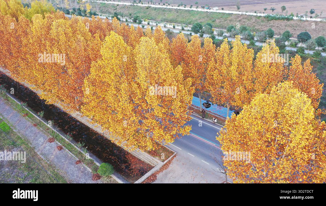 Aerial photo shows the golden trees on road in Xuchang City, central ...