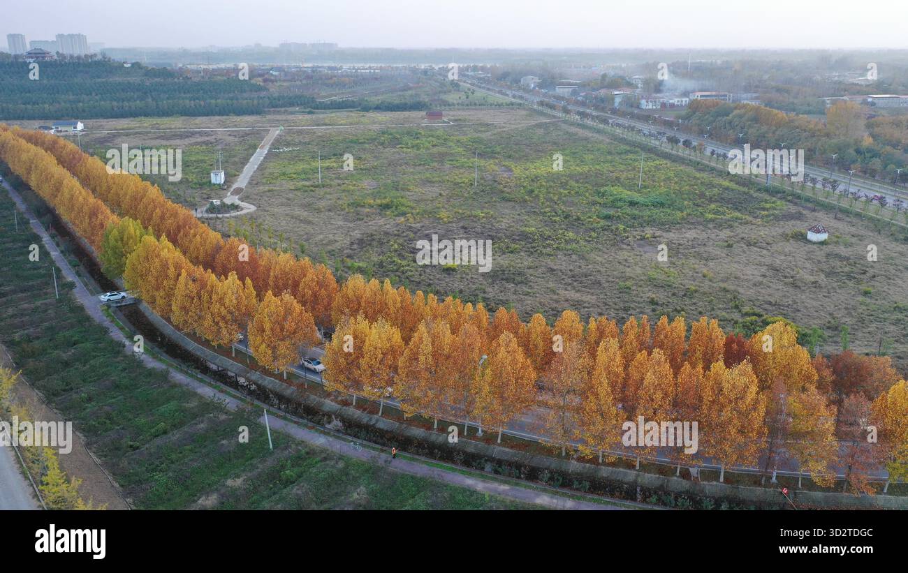 Aerial photo shows the golden trees on road in Xuchang City, central ...