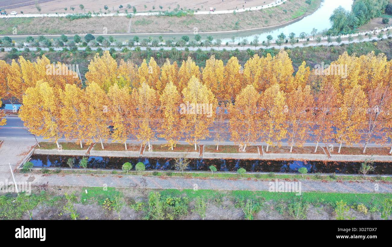Aerial photo shows the golden trees on road in Xuchang City, central ...