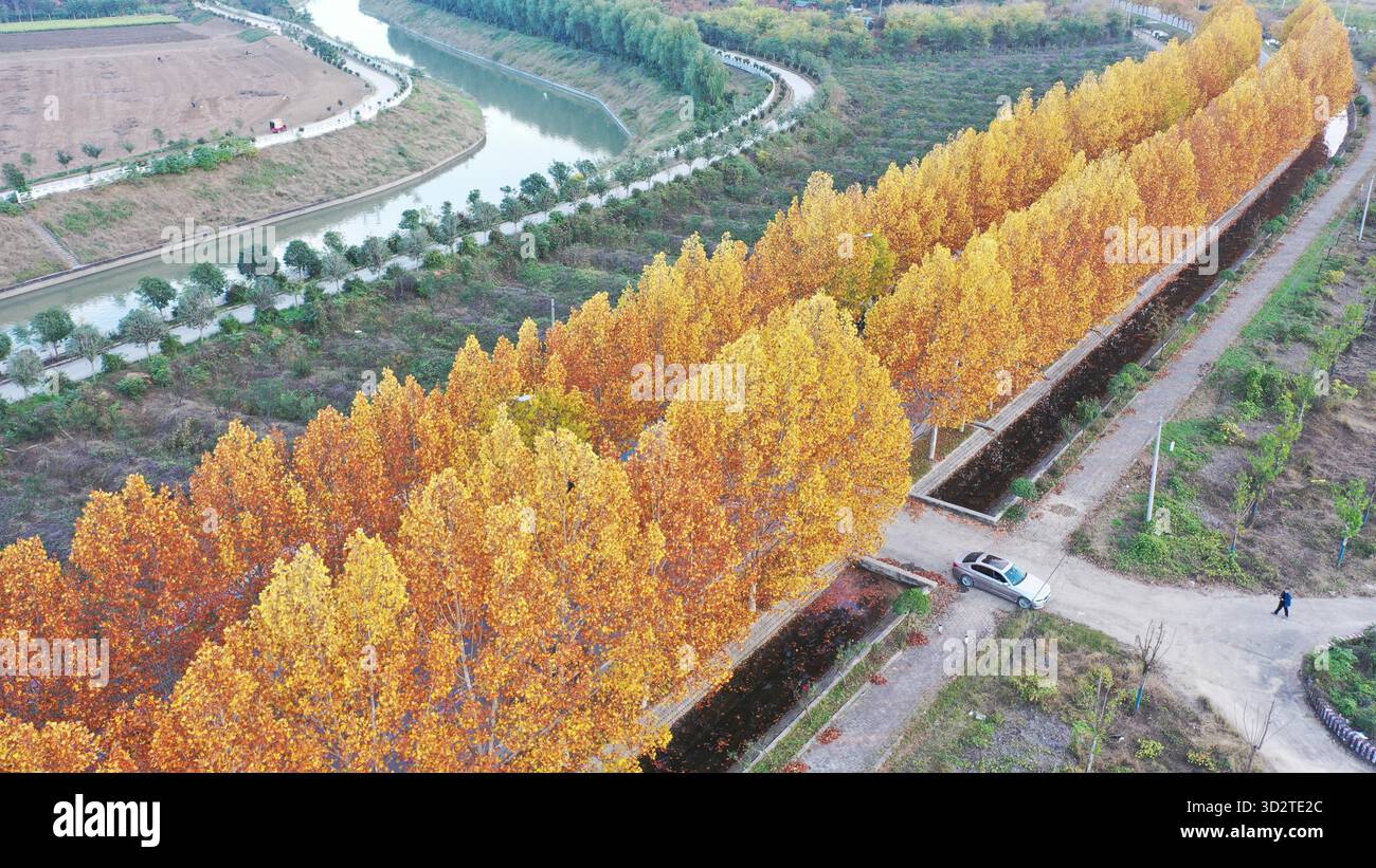 Aerial photo shows the golden trees on road in Xuchang City, central ...