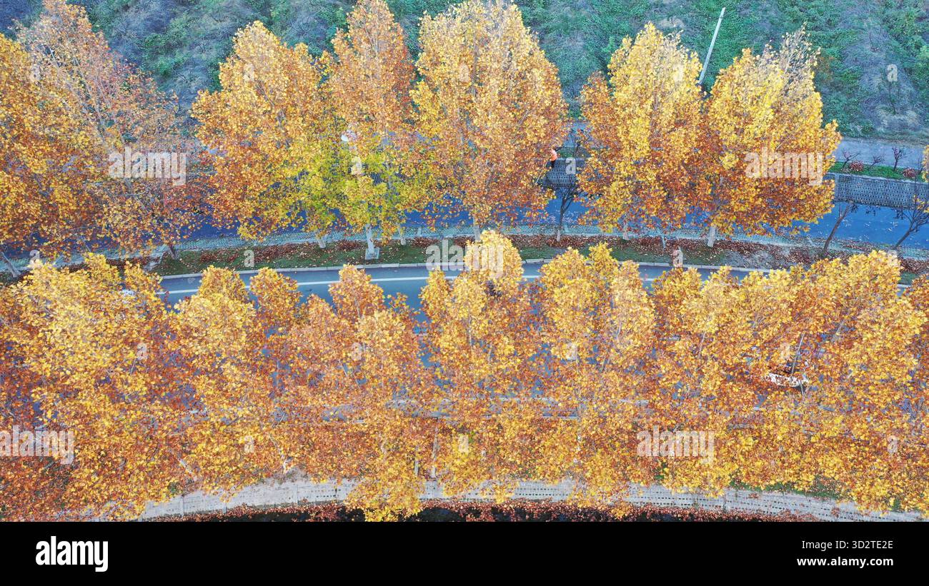 Aerial photo shows the golden trees on road in Xuchang City, central ...