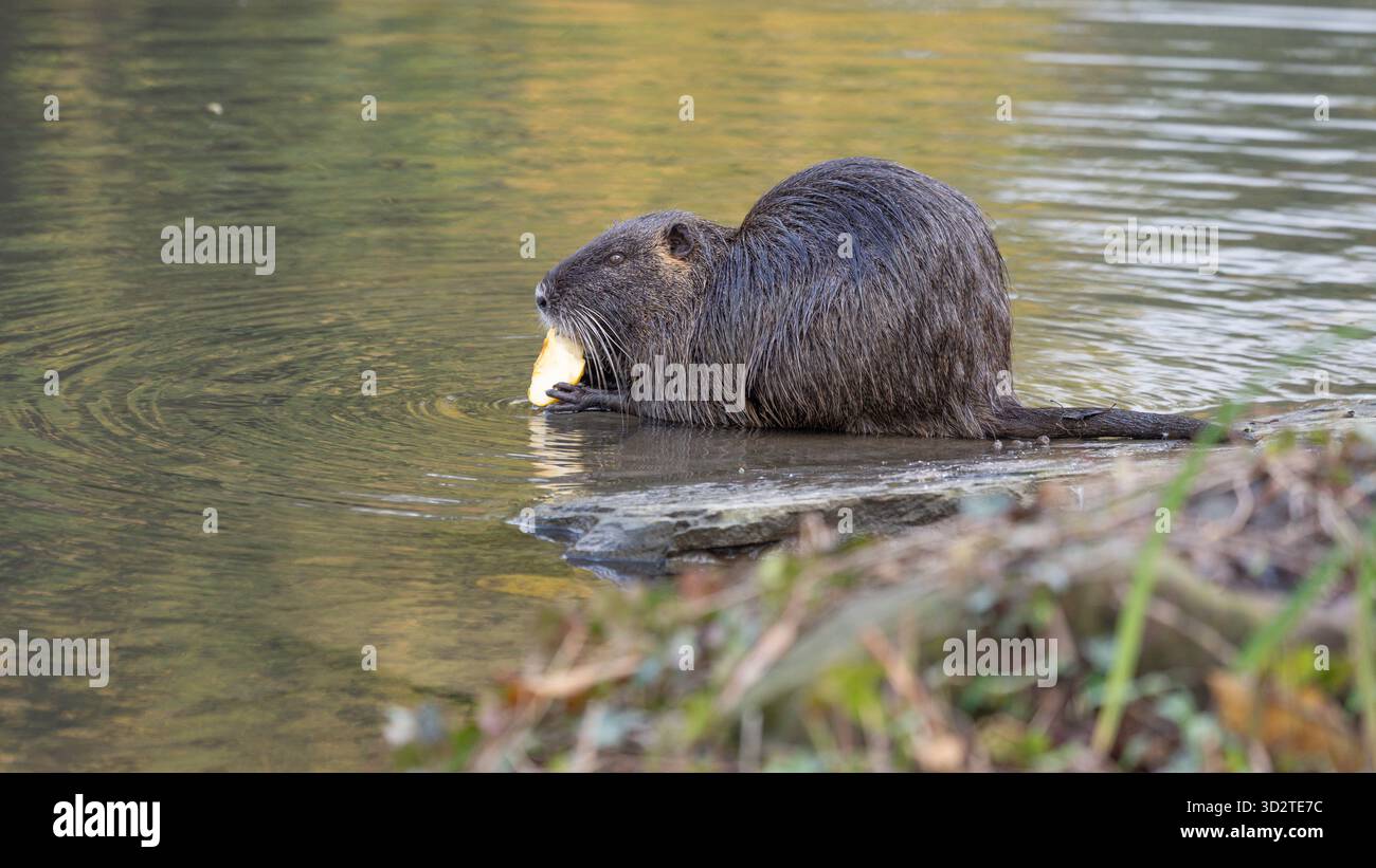 Coypu eating an Apple beside a Lake with golden Autumn Colours in ...