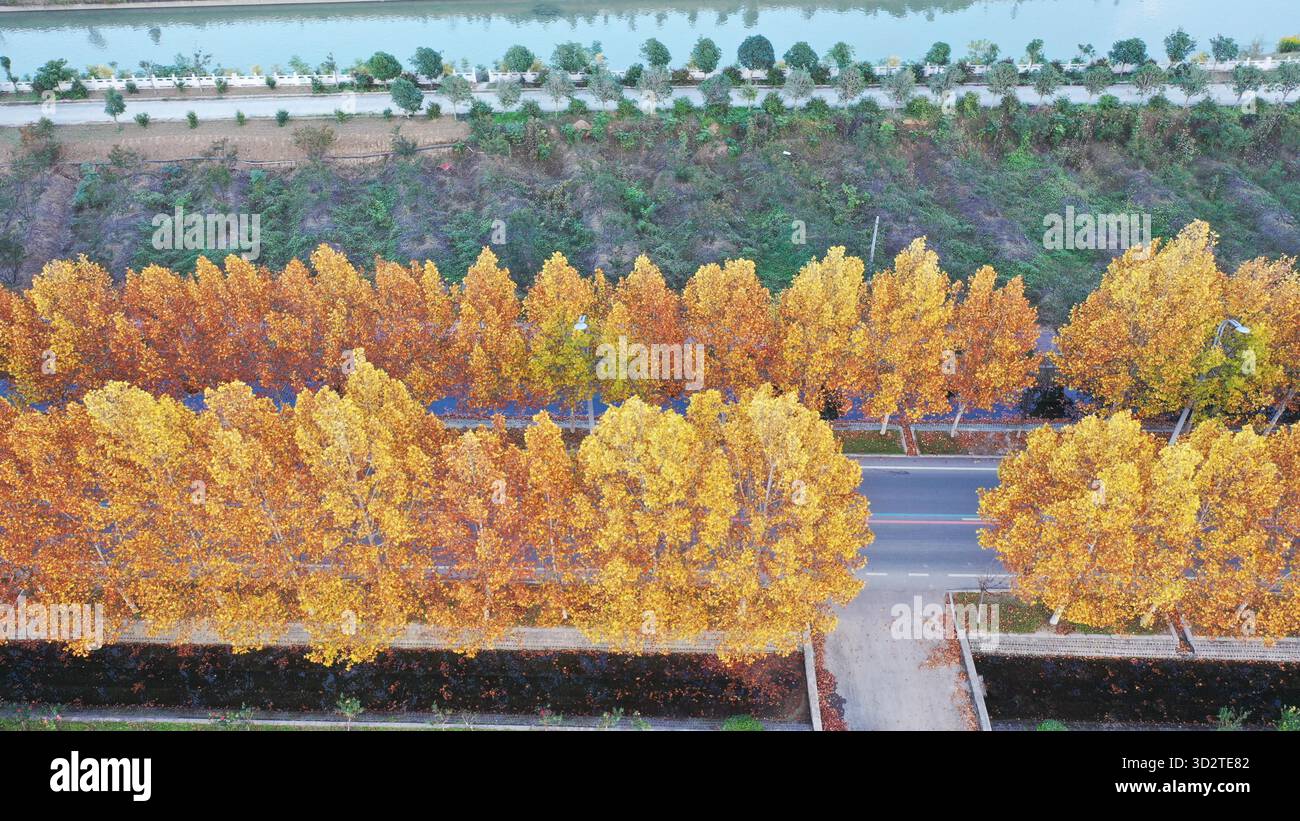 Aerial photo shows the golden trees on road in Xuchang City, central ...