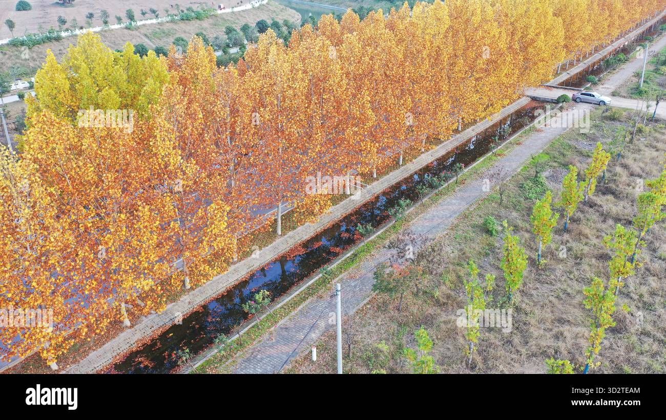Aerial photo shows the golden trees on road in Xuchang City, central ...