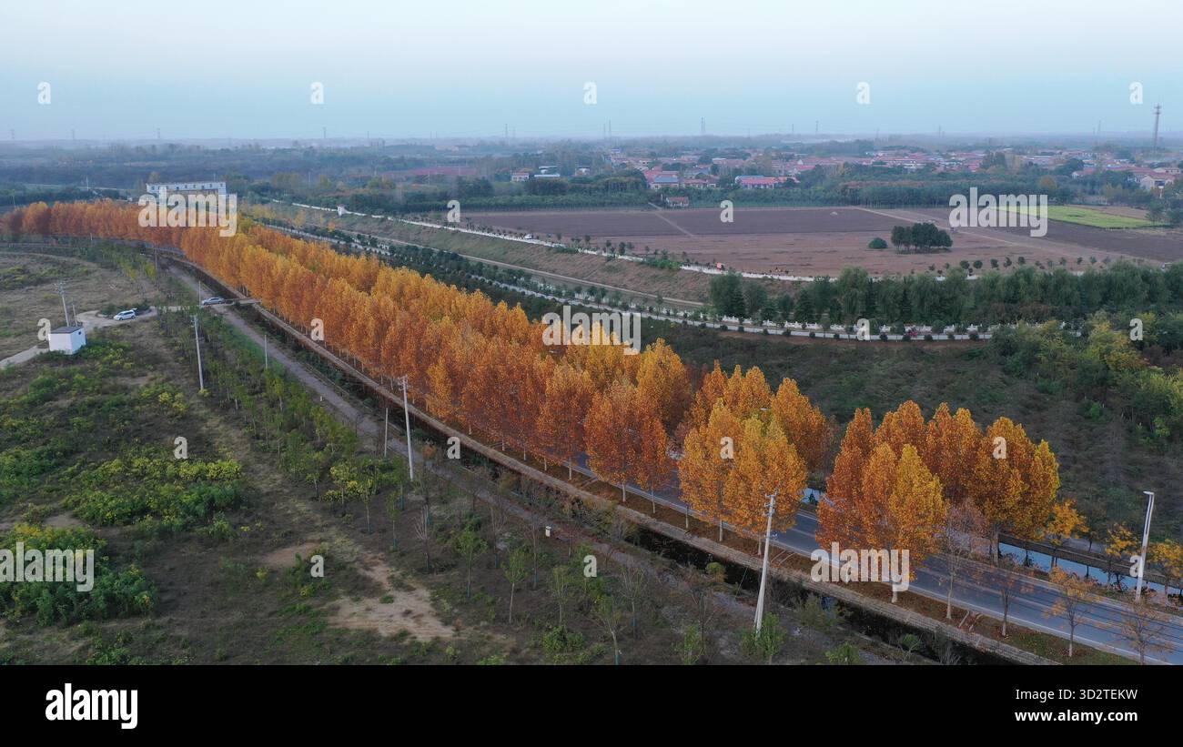 Aerial photo shows the golden trees on road in Xuchang City, central ...