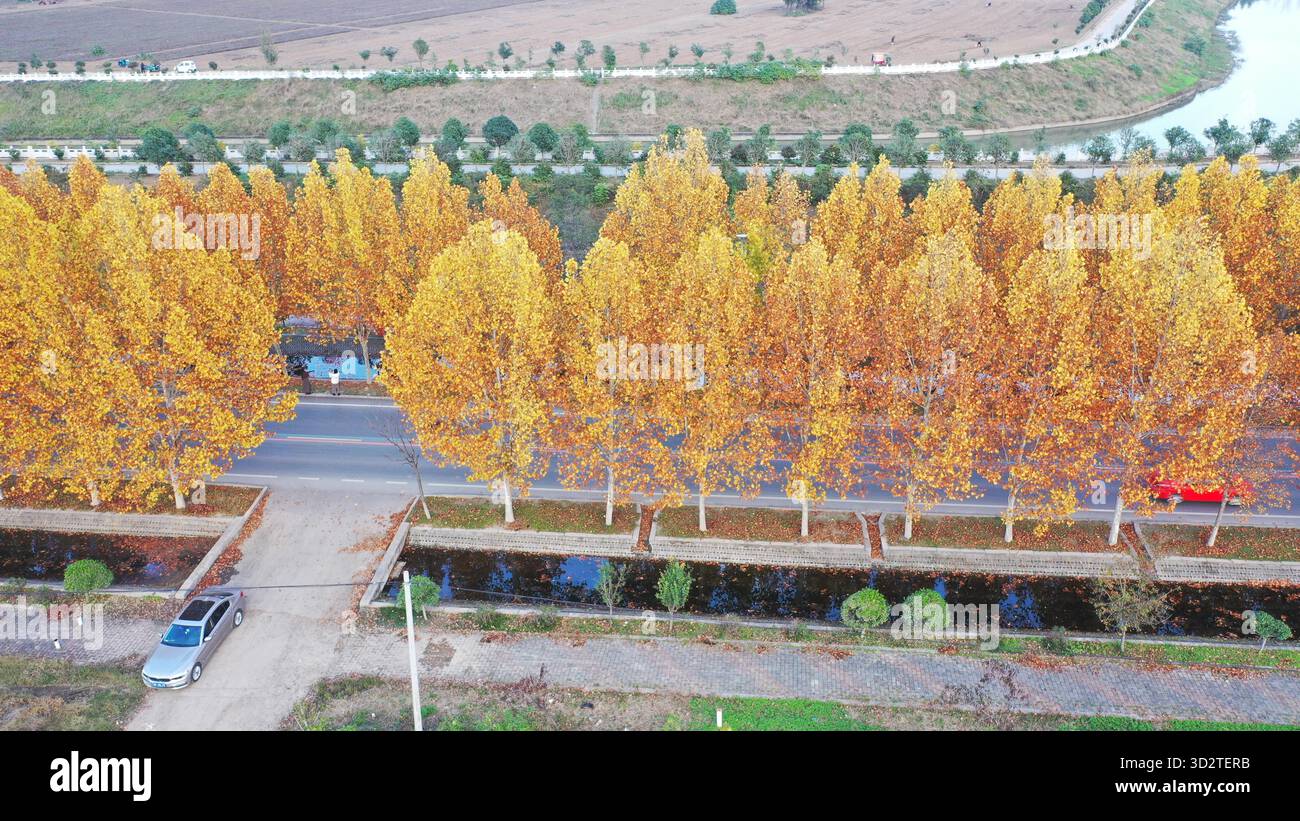 Aerial photo shows the golden trees on road in Xuchang City, central ...