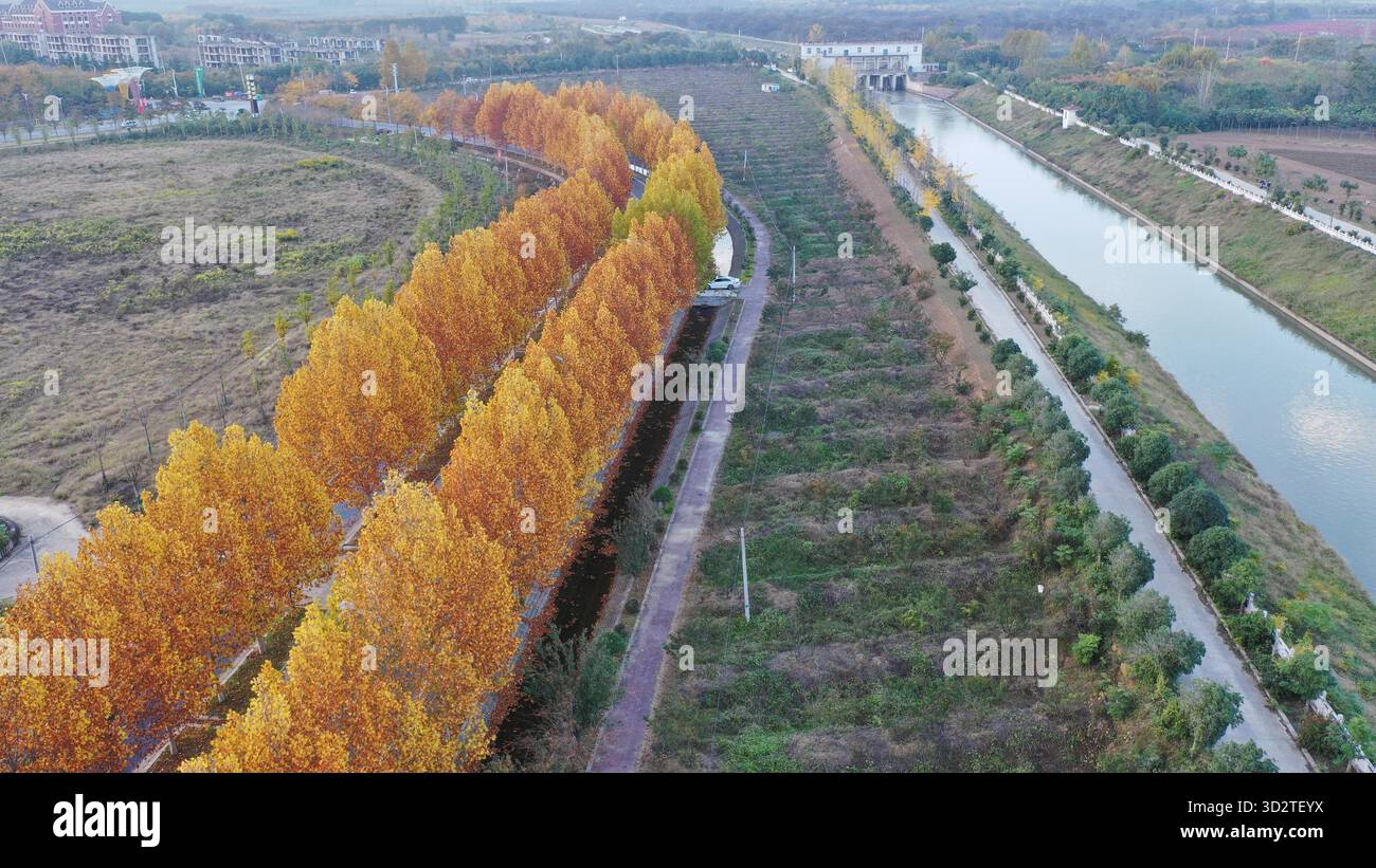 Aerial photo shows the golden trees on road in Xuchang City, central ...