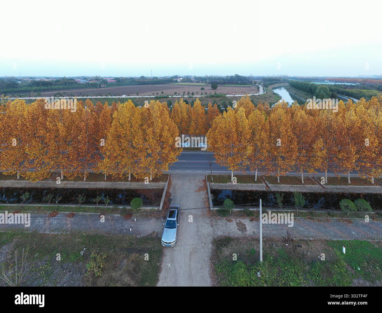 Aerial photo shows the golden trees on road in Xuchang City, central ...