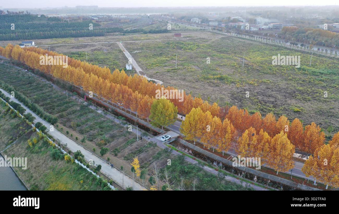 Aerial photo shows the golden trees on road in Xuchang City, central ...